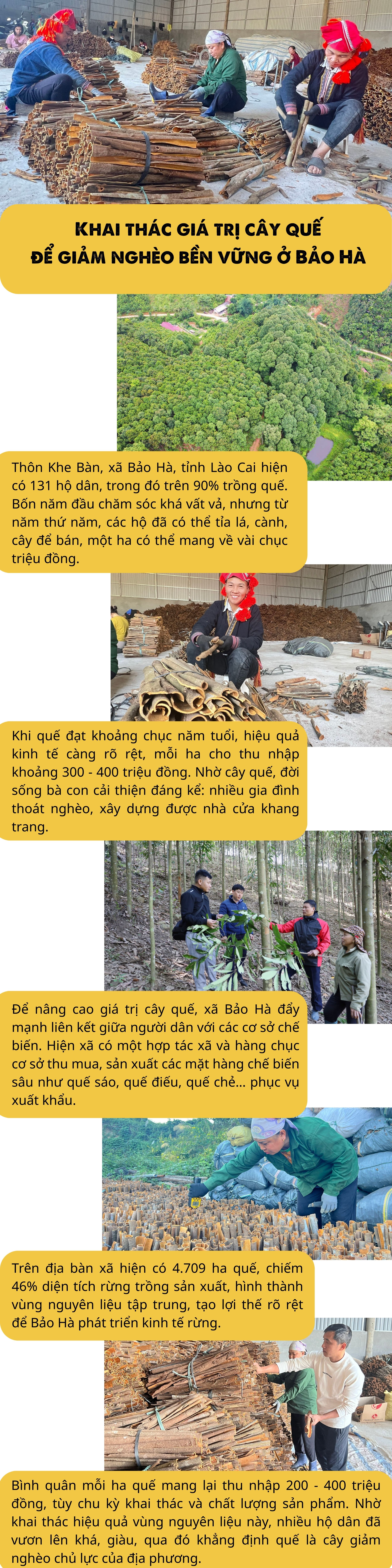 Infographic: Khai thác giá trị cây quế để giảm nghèo bền vững ở Bảo Hà ...